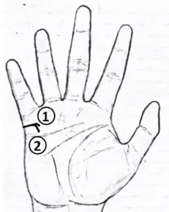 Marriage Line Or Union Line In Palmistry With Marriage Line Age Timings